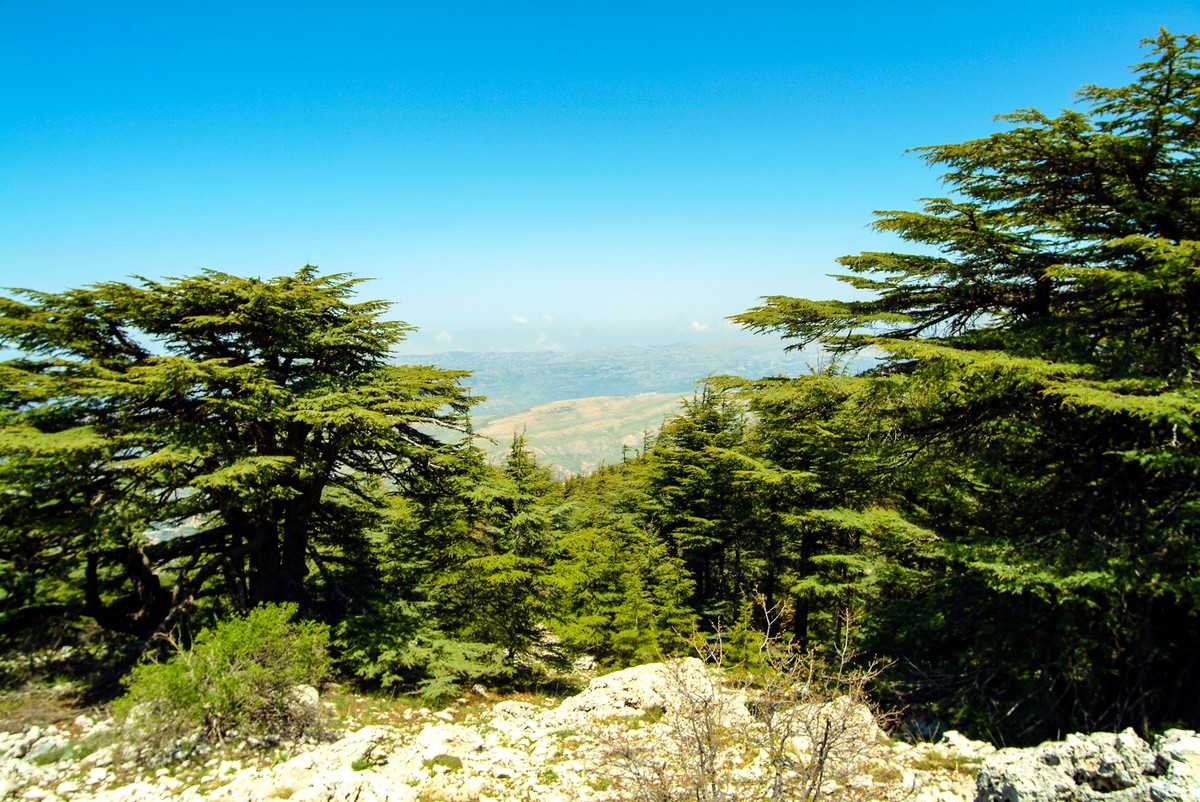 Lebanese scientist honored by Italy for environmental work | Yemen Watch